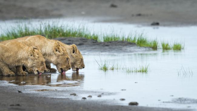 Top 10 facts about Lions | WWF