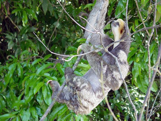 Top 10 facts about Sloths | WWF