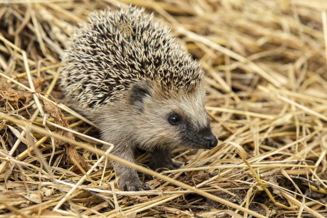 Top 10 facts about Hedgehogs | WWF