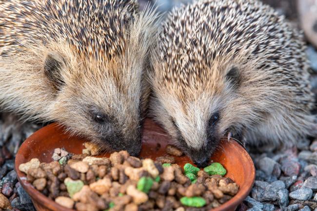 Top 10 facts about Hedgehogs | WWF