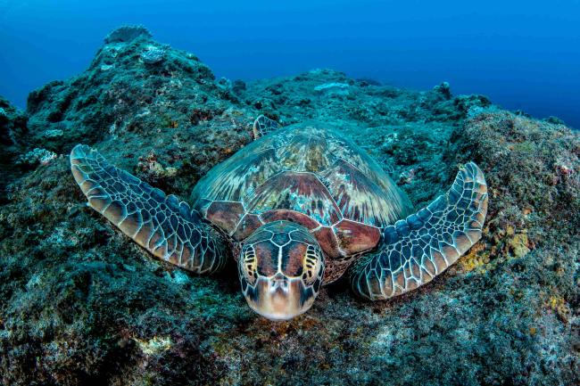 We're protecting our planet's iconic wildlife | WWF