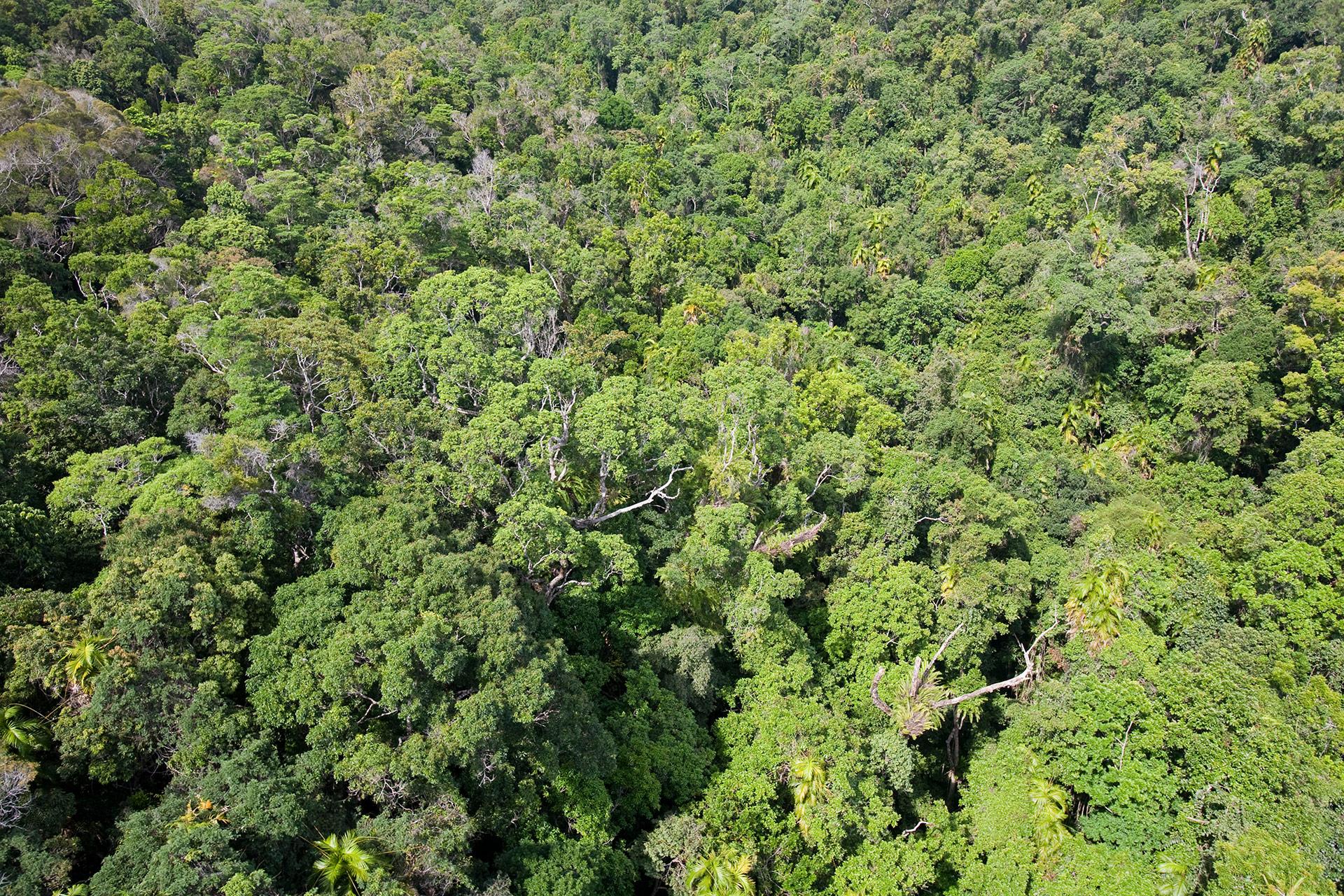 Looking Below The Canopy At Forests And Climate Change WWF Looking Below The Canopy At Forests And Climate Change WWF