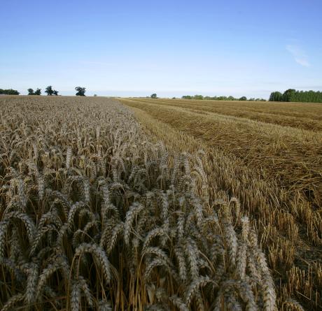 Find WWF's range of press releases here | WWF