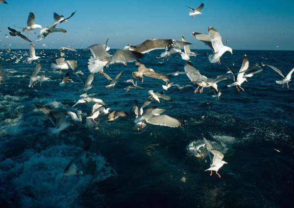 Learn to love nature - focus on coastal seas | WWF