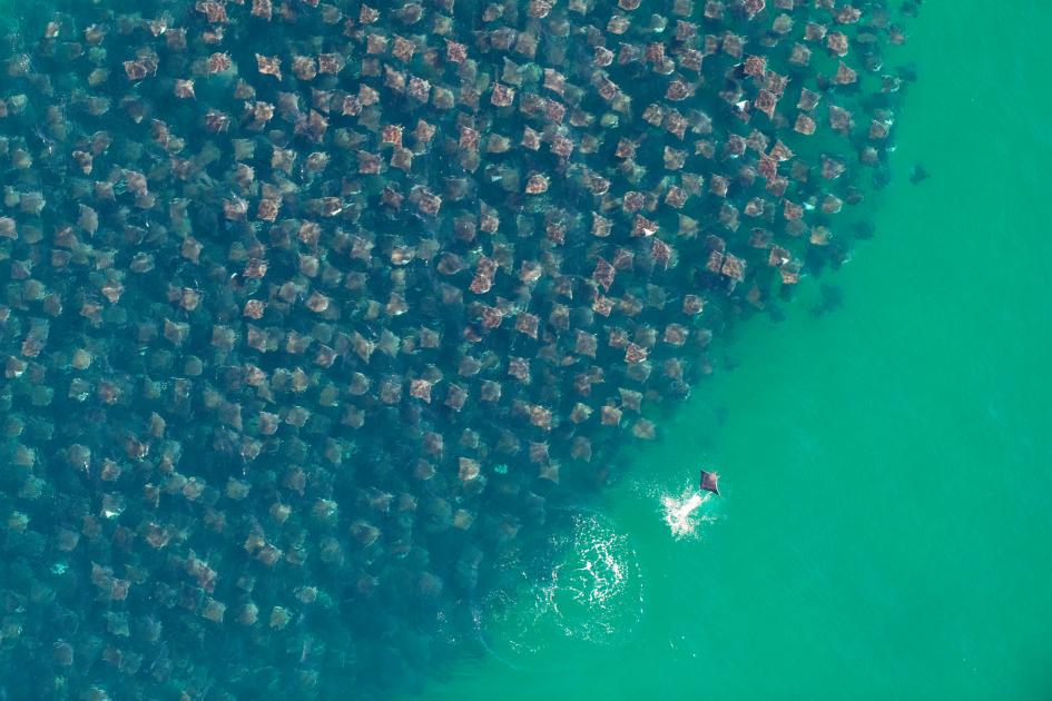 The Sustainable Blue Economy Finance Principles | WWF