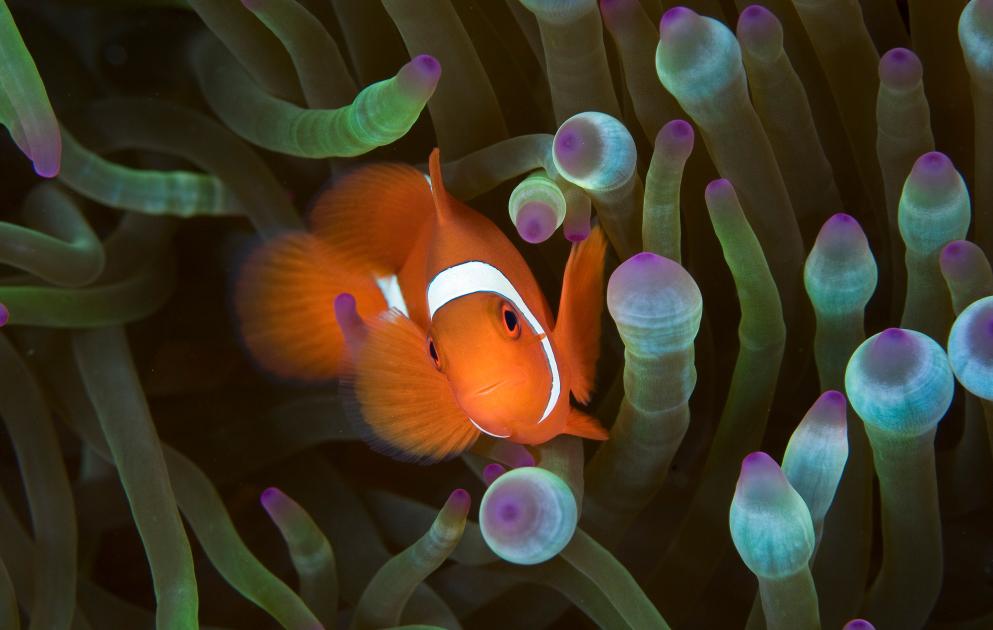 The WWF website terms and conditions | WWF