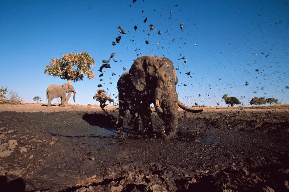 David Phillips | WWF