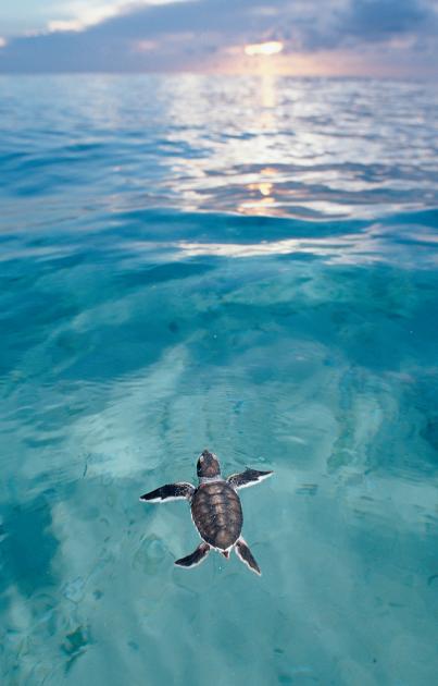 Contact us: we're here to help you | WWF