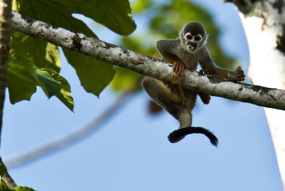 Gift Aid: make your donation go even further | WWF