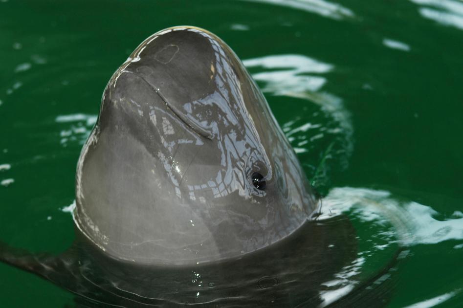 Finless Porpoise