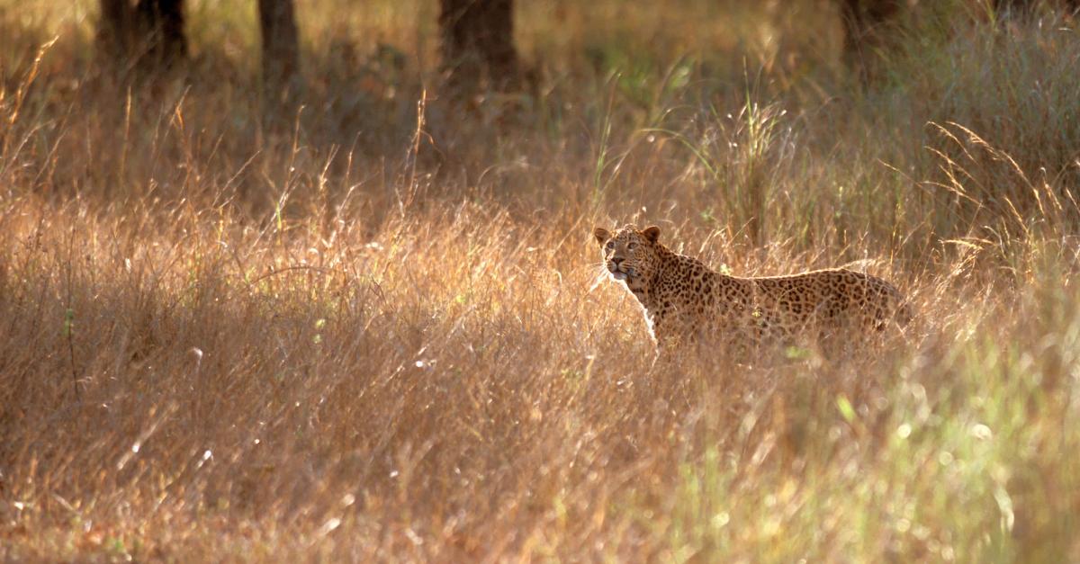Satpuda Maikal in the heart of India | WWF