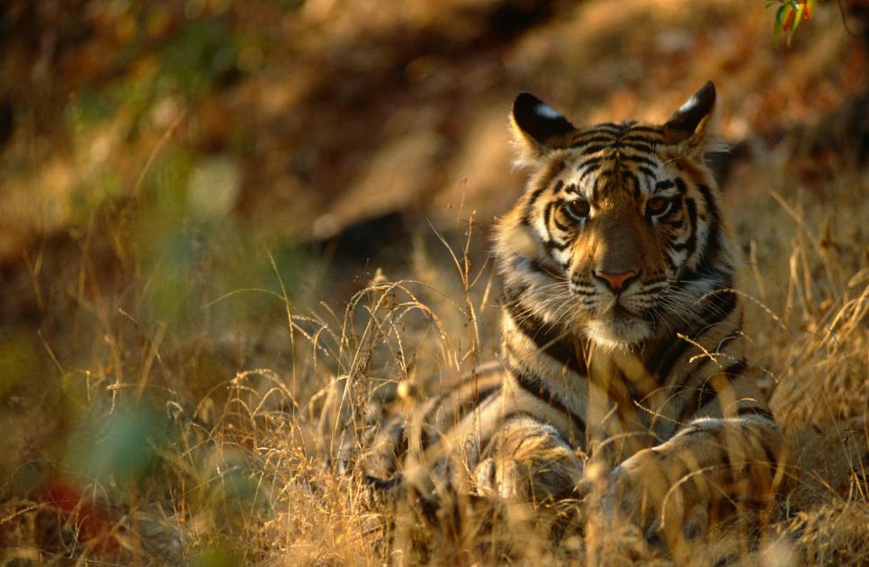 Tigers: possibly the world's most iconic big cat | WWF