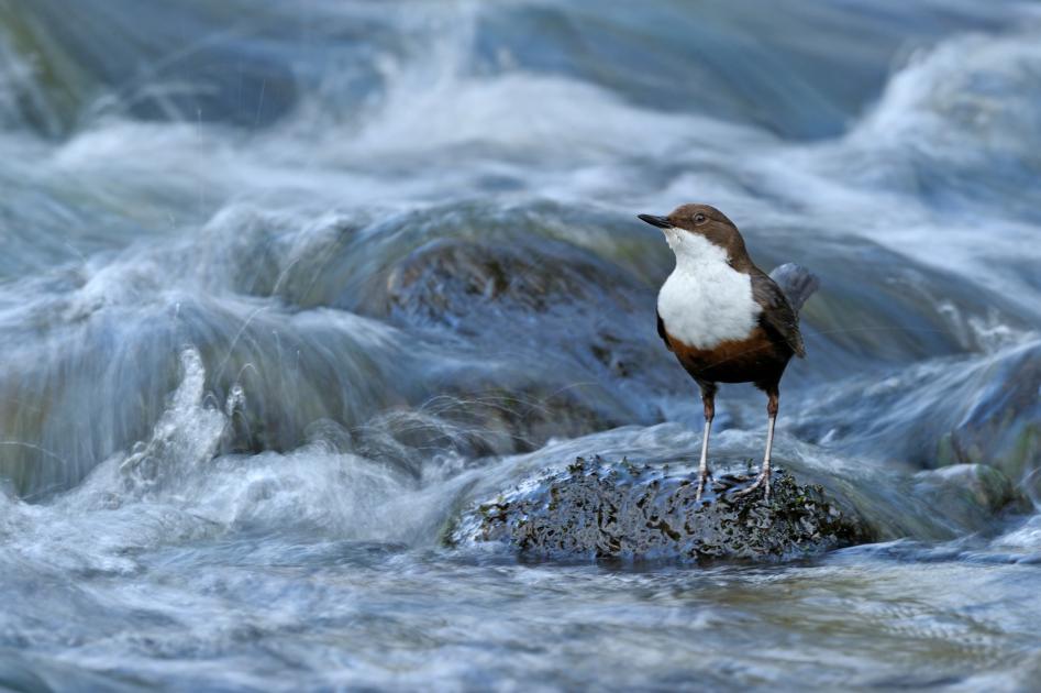 Why it's important that we value nature | WWF