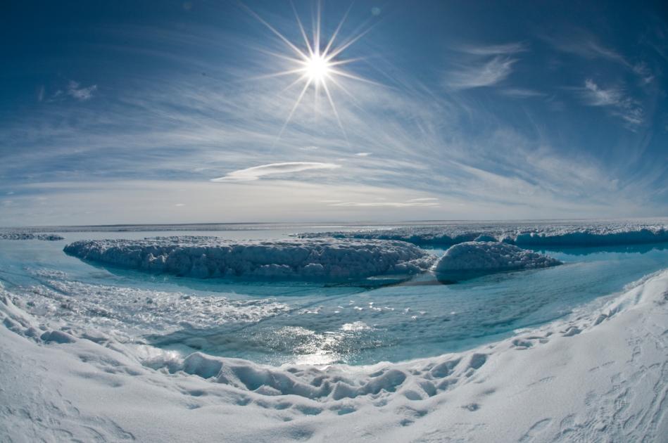 Polar region | WWF