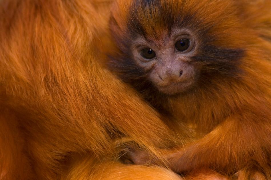 General information about WWF FAQs | WWF