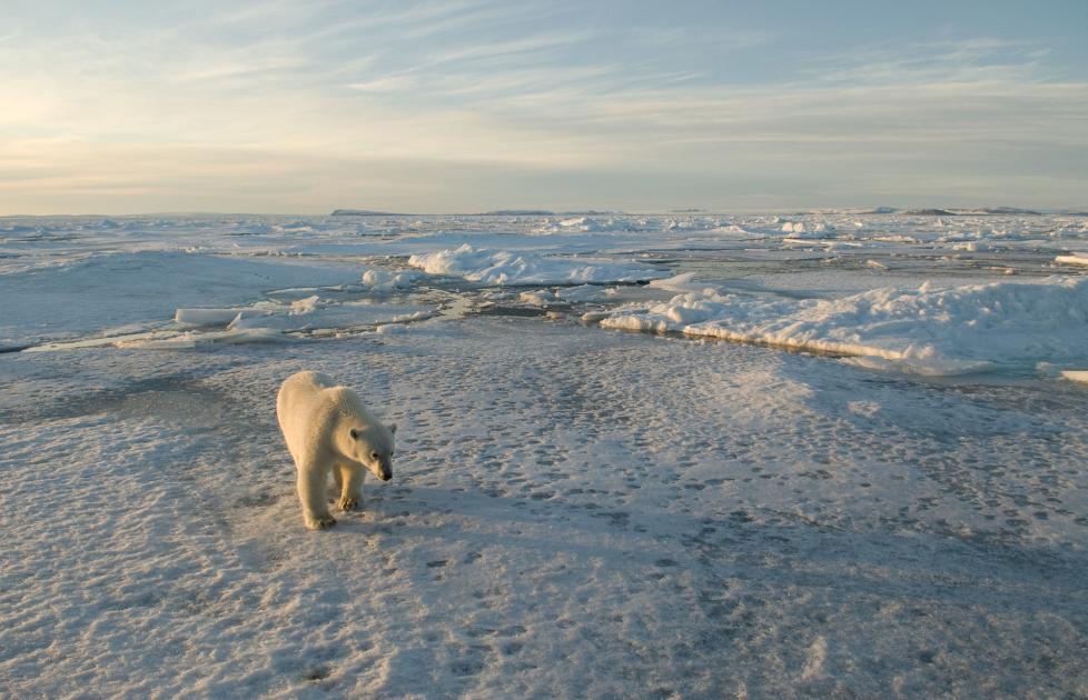 Charting a future for the Arctic’s Last Ice Area | WWF