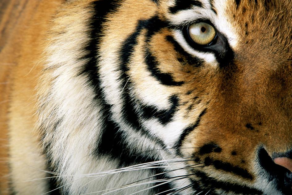 Tiger Tales Classroom Resources and Activities | WWF