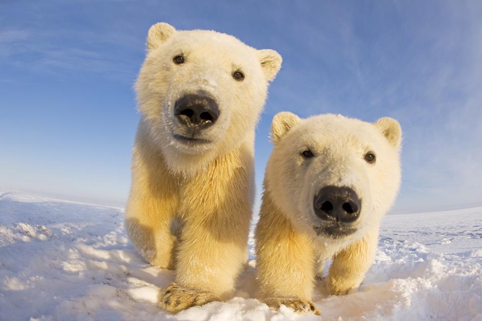 Polar bear: a powerful predator on ice | WWF
