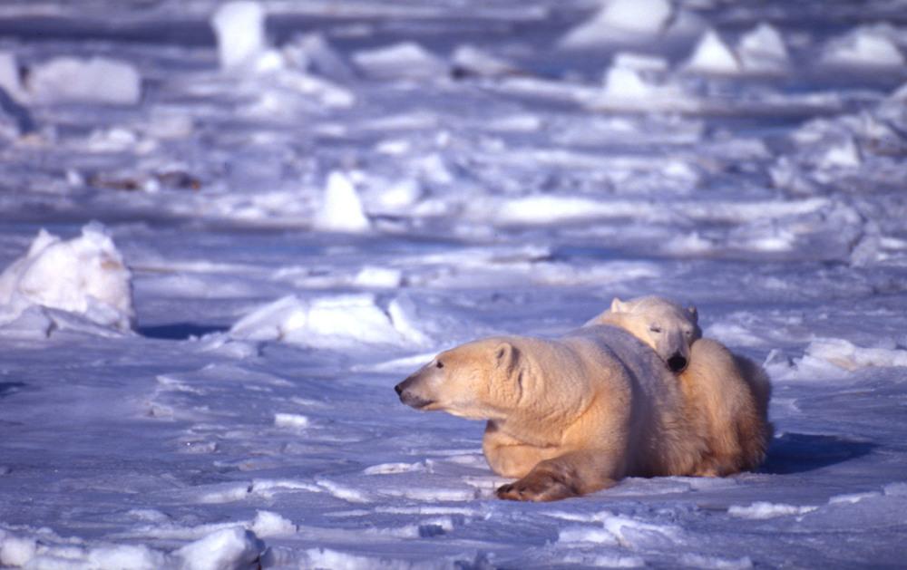 Icons of the Ice | WWF