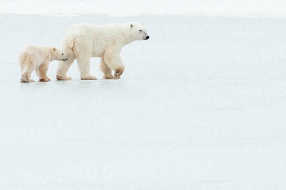 WWF's frequently asked questions | WWF