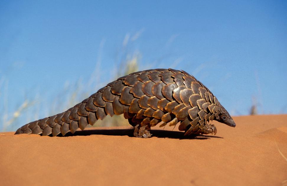 Learn our top 5 facts about pangolins | WWF
