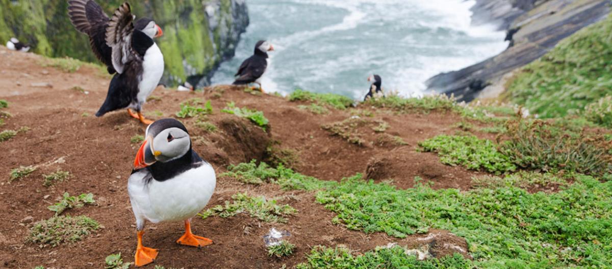 Cysylltiadau y wasg | WWF