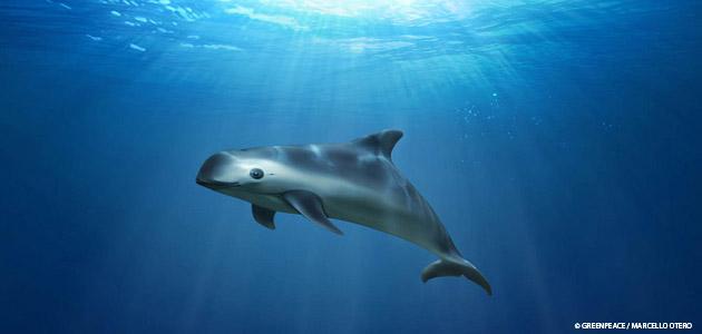 Speaking up for Vaquitas - Upper Gulf of California, Mexico | WWF