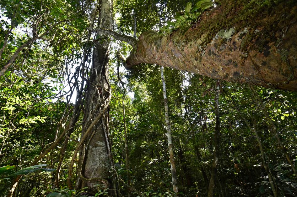 Forests are our greatest hope | WWF