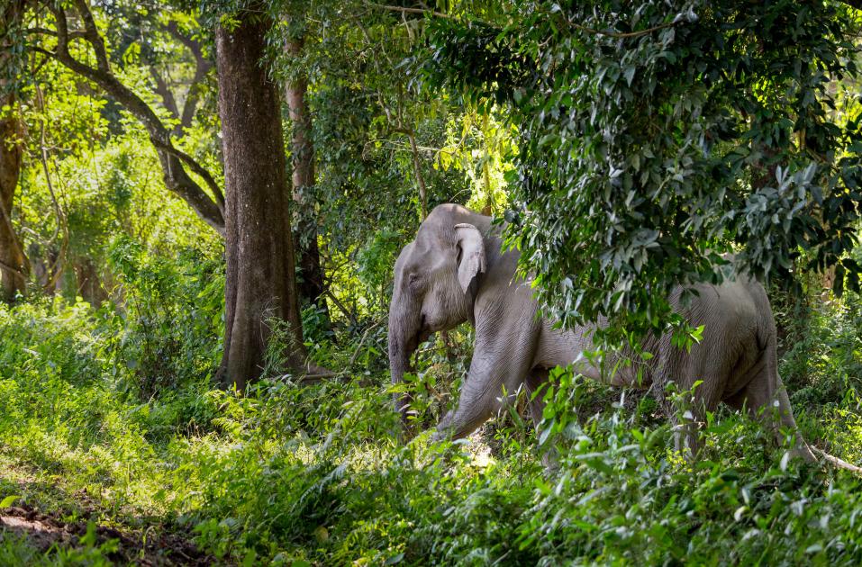 Join the 2030 circle today and help the natural world | WWF