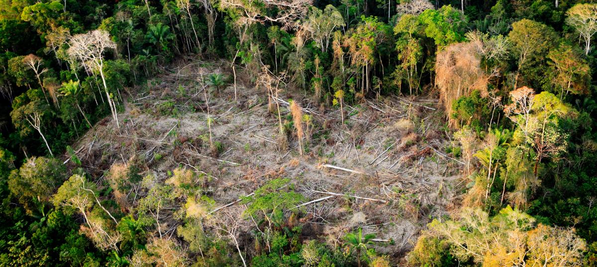 Forest Getting Cut Down