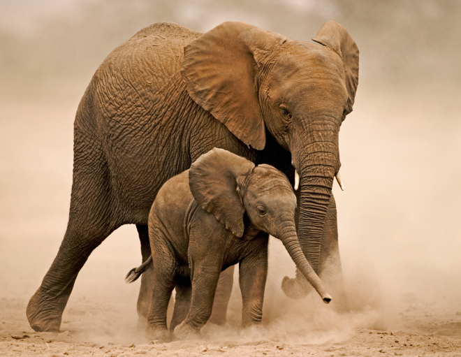 Take our short elephant quiz and see if you're expert | WWF