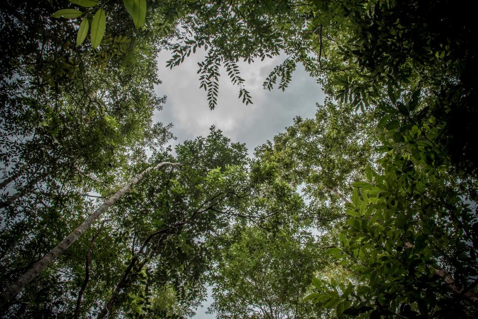 The Trillion Trees venture: saving our trees | WWF