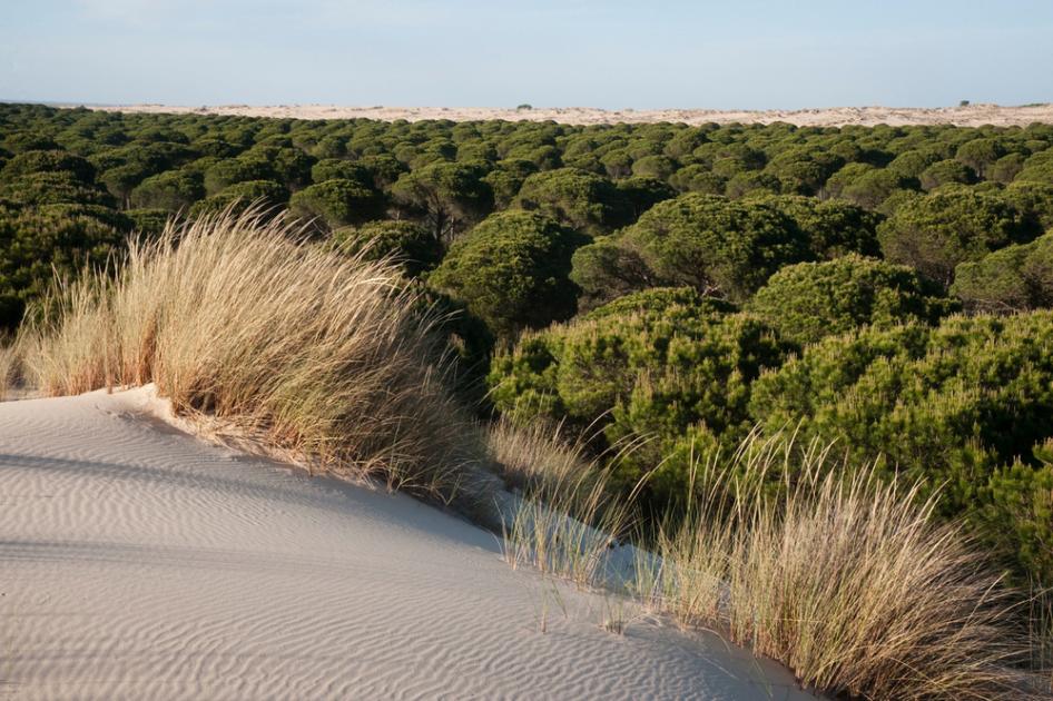 Defending Doñana National Park, Spain | WWF