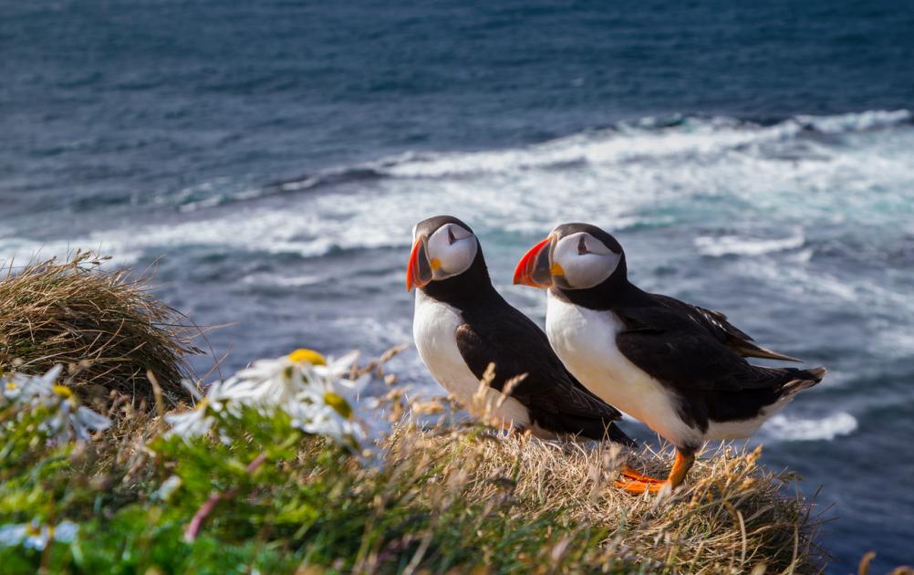 Join the fight for Welsh nature | WWF