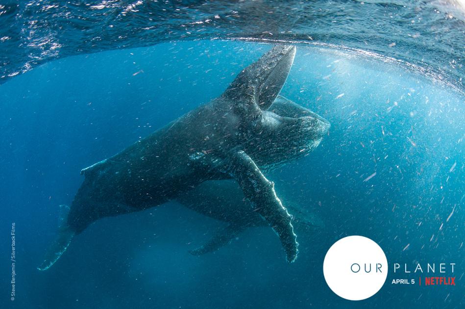 Five things you need to know about 'Our Planet' | WWF