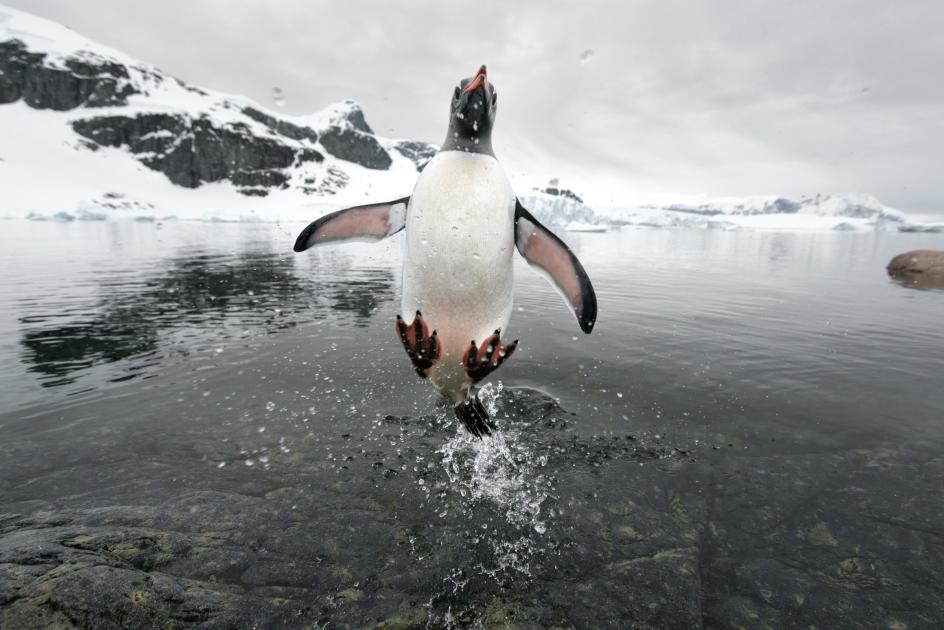 Penguin quiz | WWF