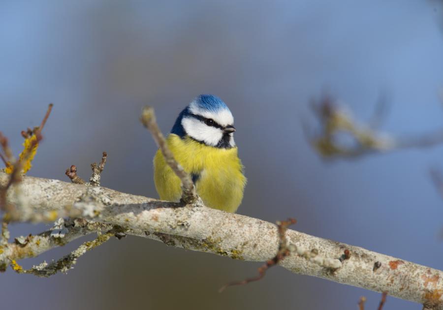 The State of Nature Wales 2019 report | WWF