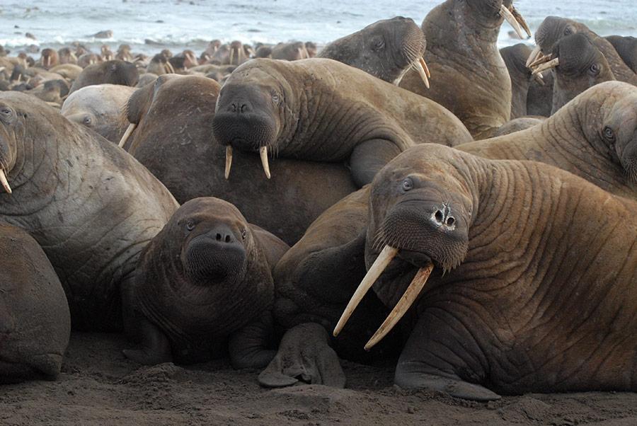 Our Planet: behind the scenes with a one tonne walrus | WWF