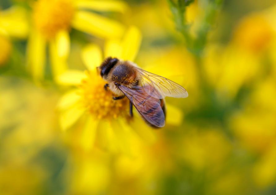 A Welsh food system fit for future generations | WWF