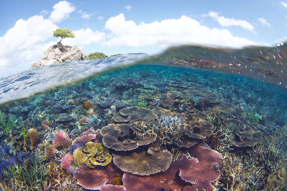 Coral reefs and climate change | WWF