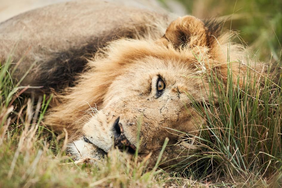 Learn about predator deterrent lights | WWF