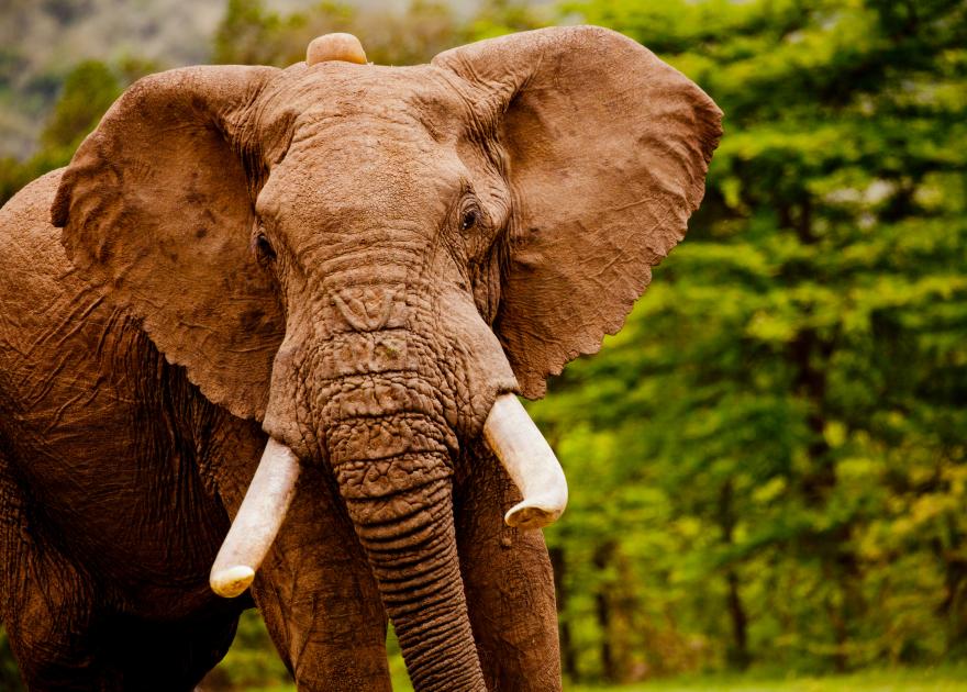 Learn about beekeeping for elephants | WWF