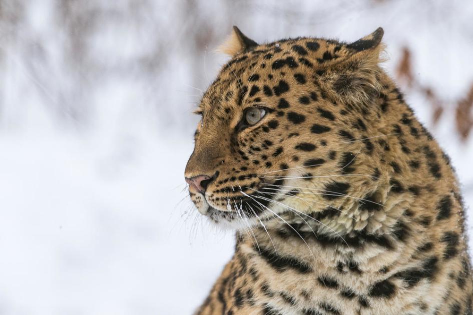 Amur Leopard Adoption Change | WWF