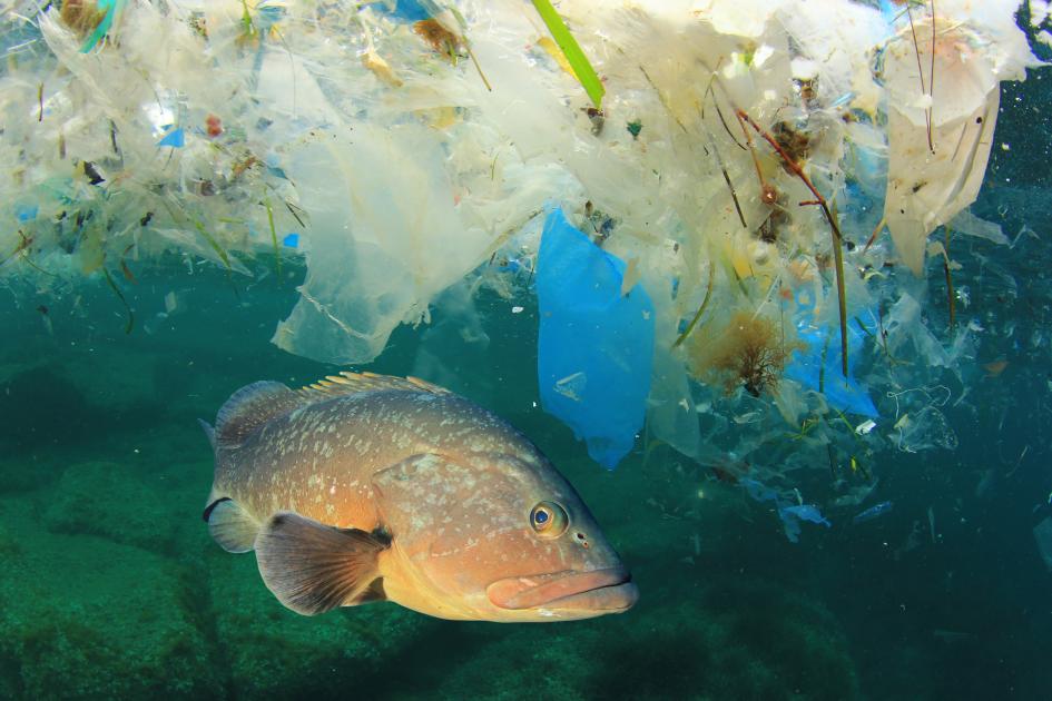Learn to Love Nature - The plastic issue | WWF