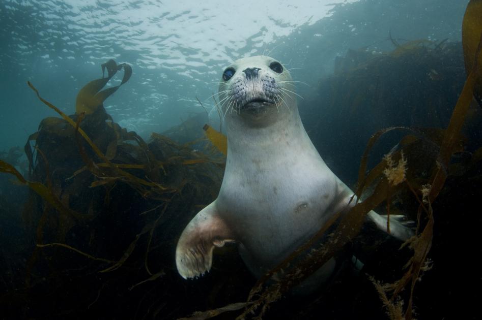 5 Ways you can be an ocean hero | WWF
