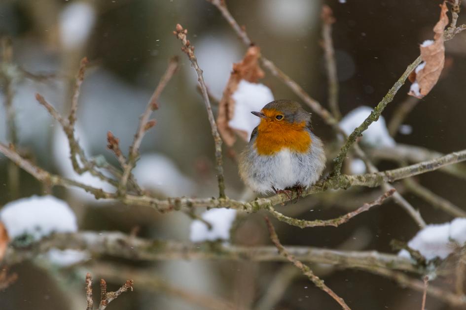Nature you can spot in winter | WWF