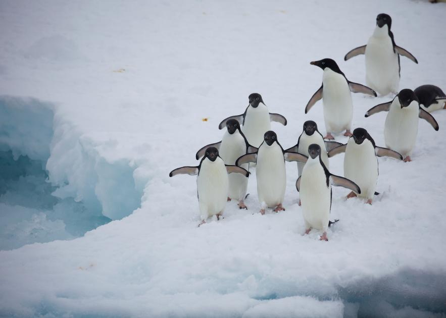 We're tracking Adelie penguins in Antarctica | WWF