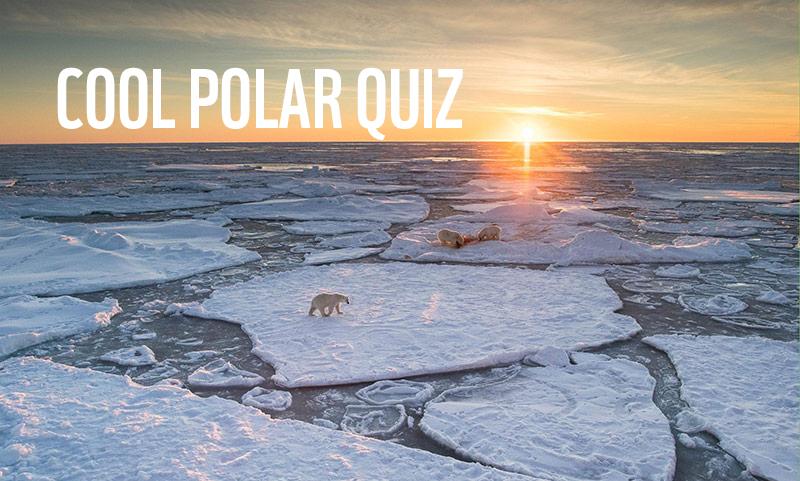 Test your knowledge with our cool polar quiz | WWF