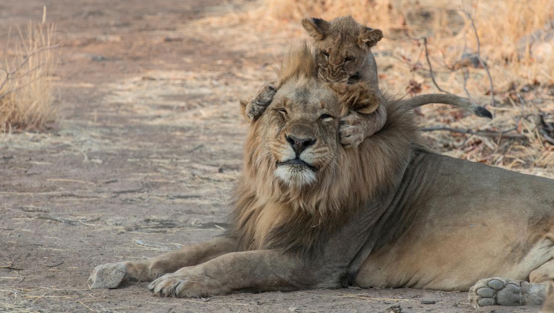 Ask A Question About Fundraising For WWF | WWF