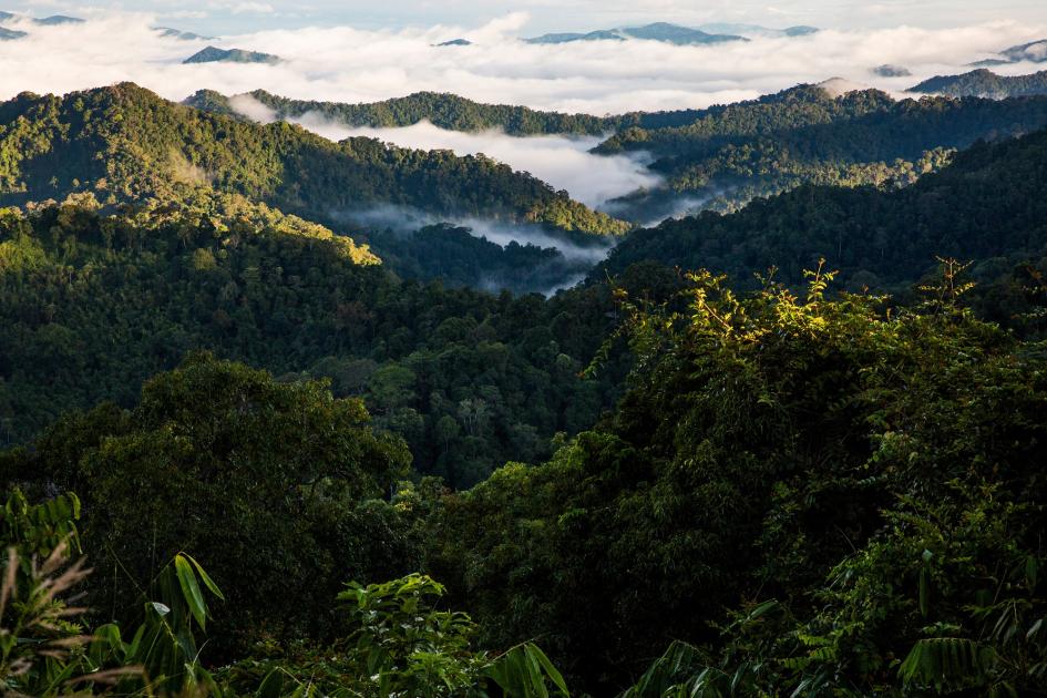 Forests: will you join us against deforestation? | WWF